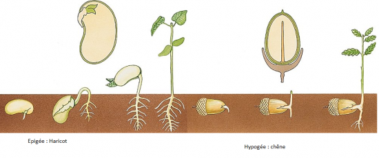 NewsITKAgri: Ce qu’il faut savoir sur les différents types de semis