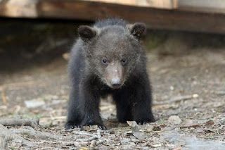 Two Sweet Baby Bear (12 Pics) | Web Dazzler