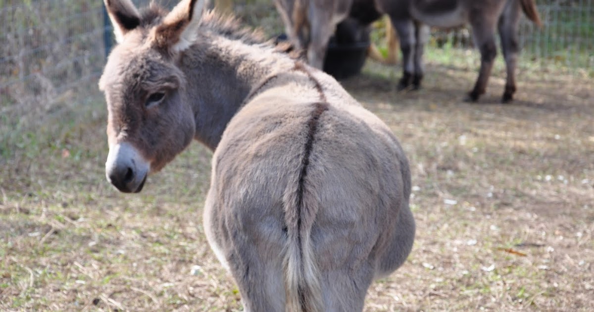 My Miniature Donkeys: Donkey Derrieres