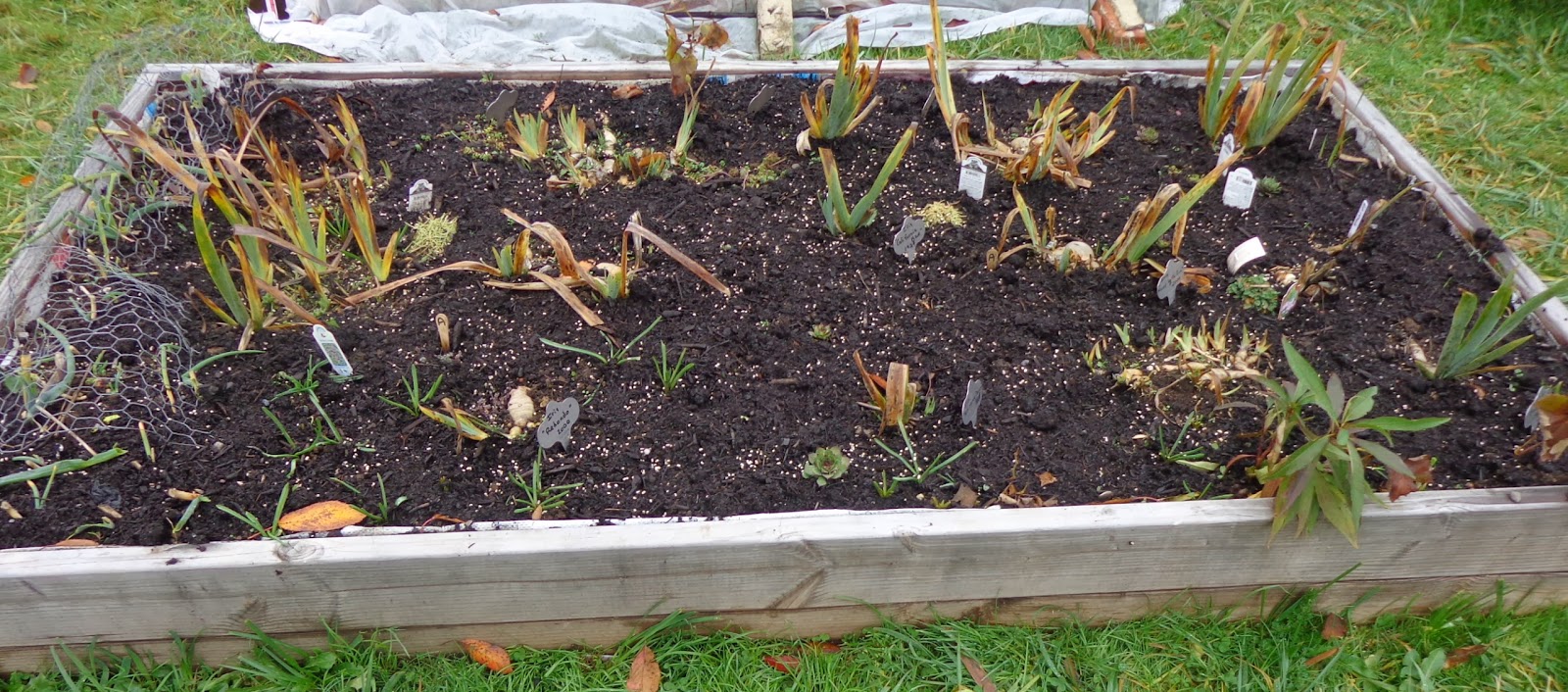 Daniel's Pacific NW Garden: Bearded Iris Raised Beds