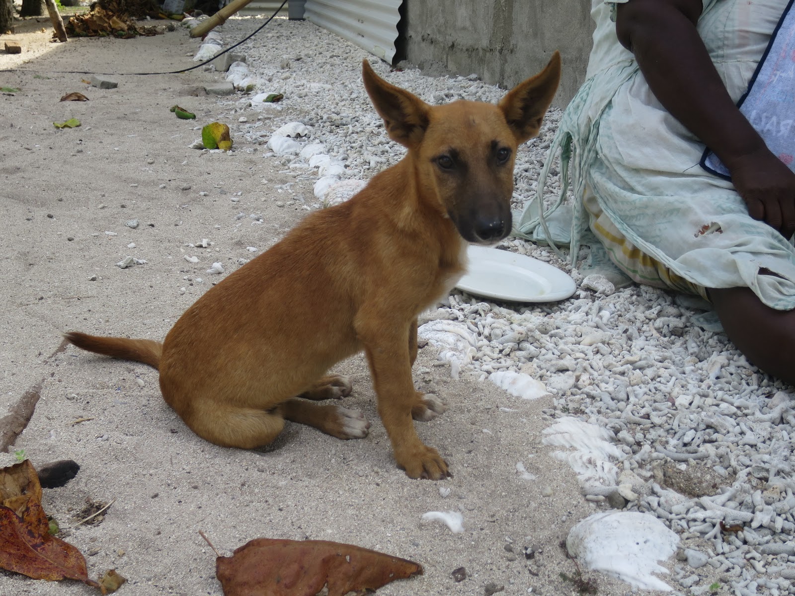 Dogs of Vanuatu