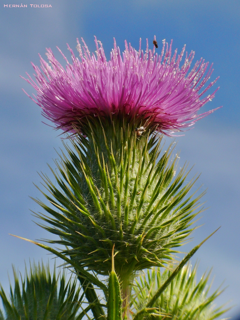 Flora Bonaerense: Cardo negro (Cirsium vulgare)