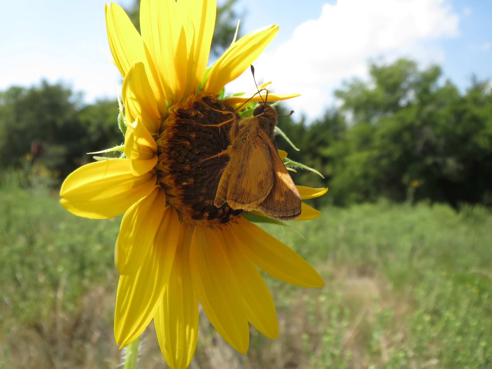 How a female aspie finds her niche in life