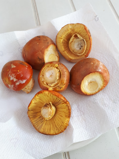 Cuisine en folie: Oronges ou Amanites de césar en carpaccio, magret ...