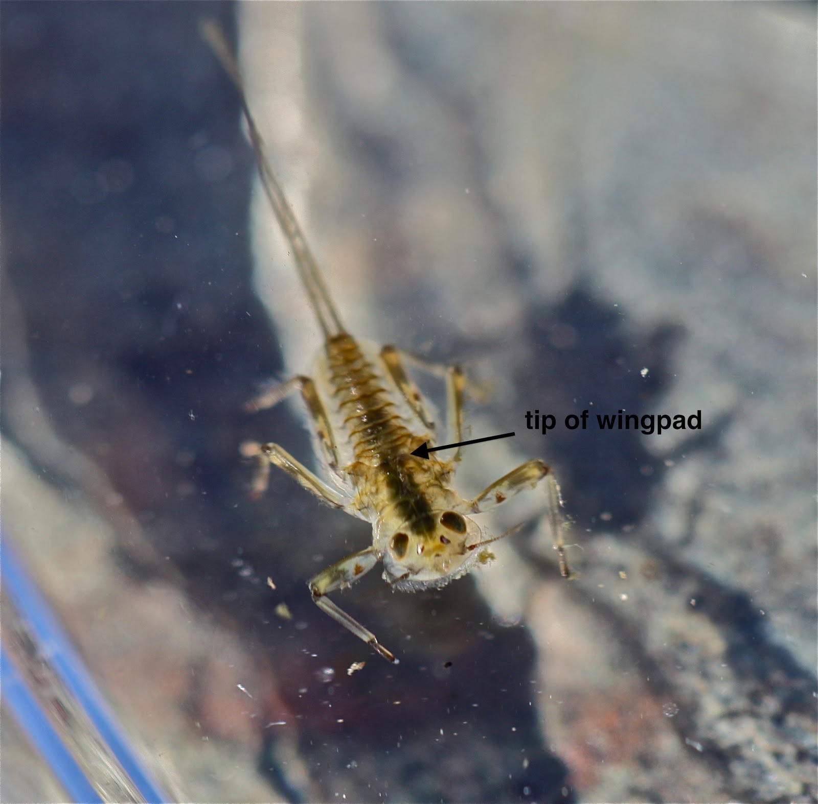 Aquatic Insects of Central Virginia: Mayflies: Pictures of How they ...