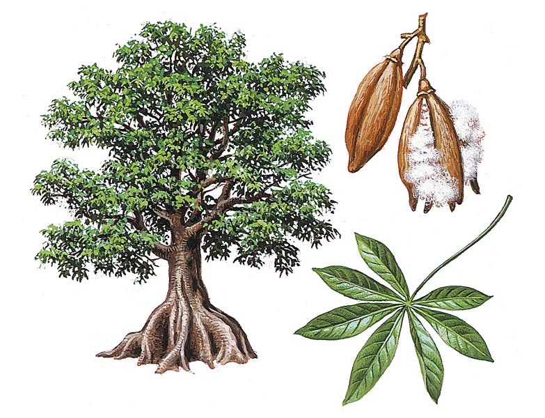 arboreo.net: Sumaúma - Ceiba pentandra
