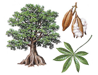 arboreo.net: Sumaúma - Ceiba pentandra