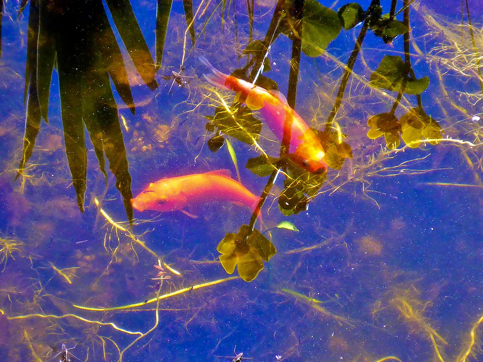 Sverker – världens smartaste västgötaspets: Fina fiskar flyttar – får ...