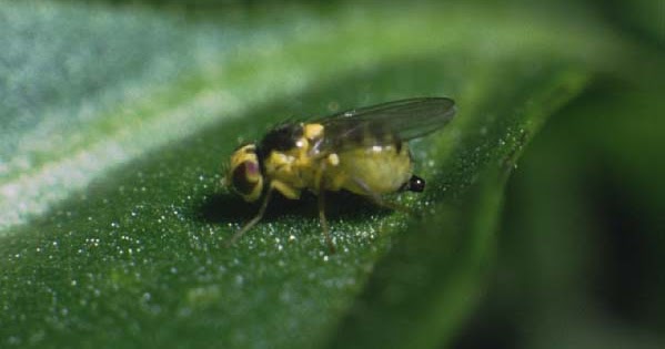 Variety of Life: Agromyzidae