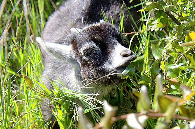 Over Good Ground: Morning with the Goats