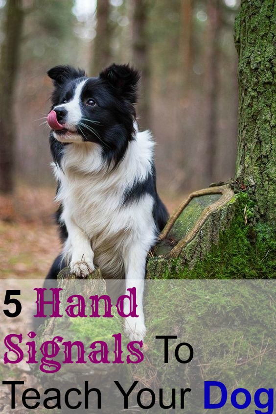 Hand signals for dogs - innertews