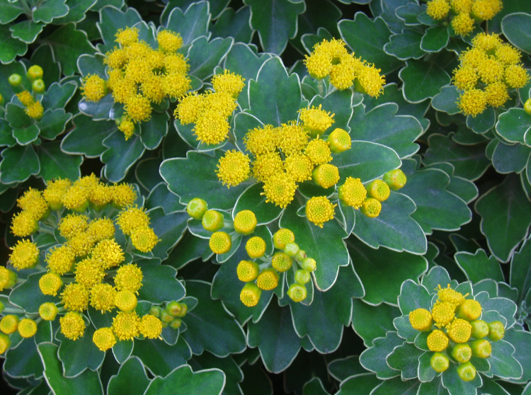 Plantas y flores: Ajania pacifica