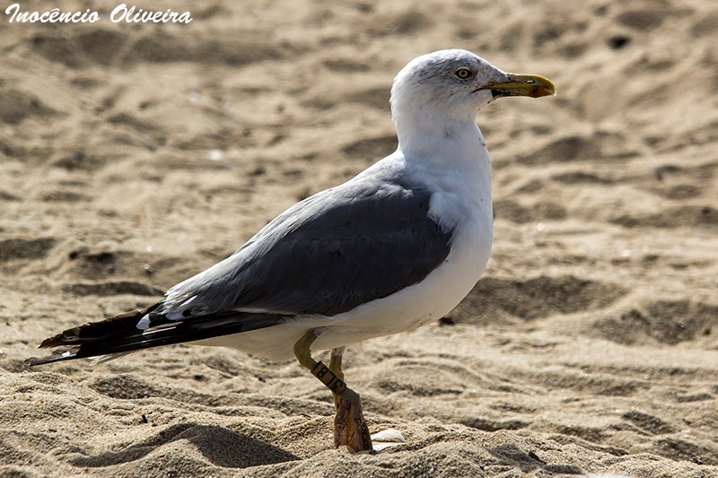 Birds of Portugal: Gaivota-de-patas-amarelas / Yellow-legged Gull ...