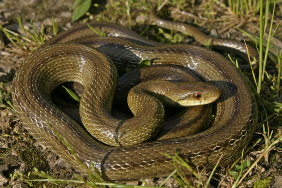 European Asp | Snakes