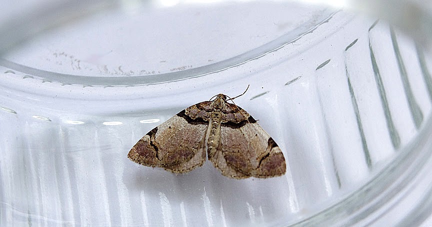 DavesBirdingDiary: Streamer ( Anticlea derivata ) . Topsham . Devon