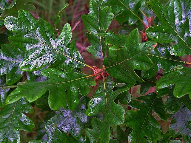 Urban Landscape, Native Landscape: Garry Oak in Seward Park