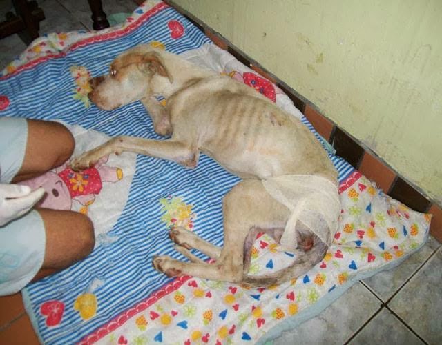 Amazing dog rescue (35 pics) | Amazing Creatures