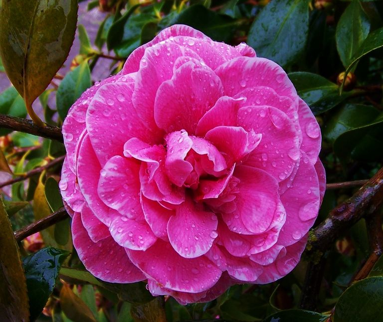 BANCO DE IMÁGENES: 20 fotos de flores para ver, disfrutar y compartir ...