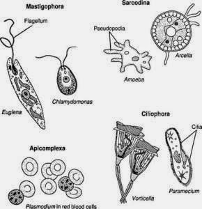 DESKRIPSI PROTOZOA DAN METAZOA BESERTA PERBEDAANNYA