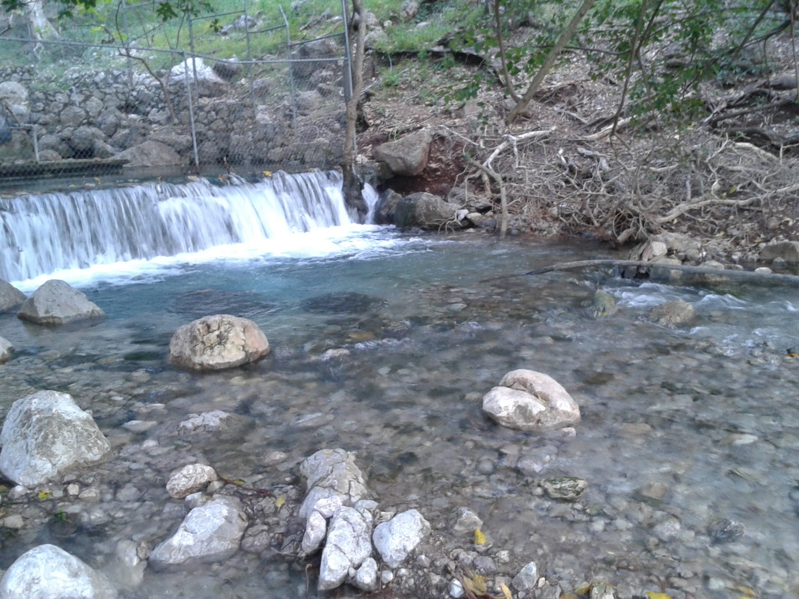 Canicularis: Manantial de Alcomún en Coquimatlán, Colima