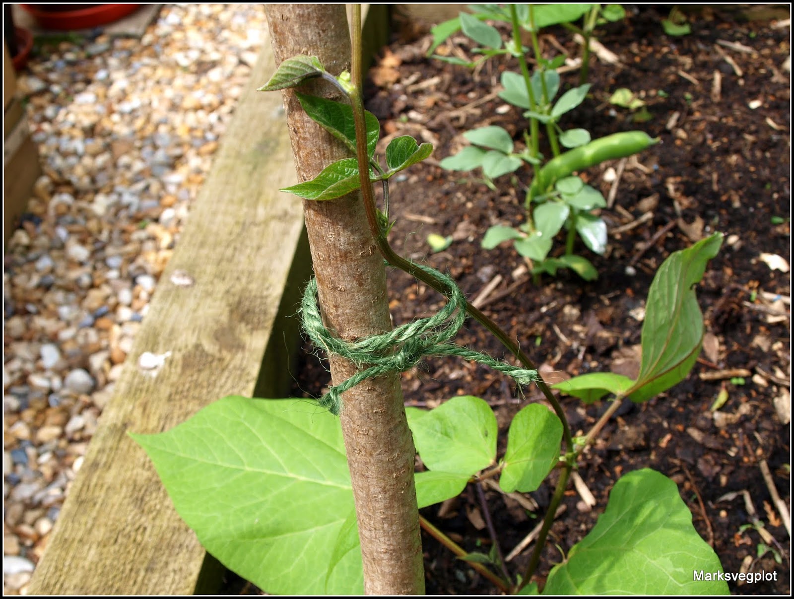 Mark's Veg Plot: Runner Beans - tips and a problem