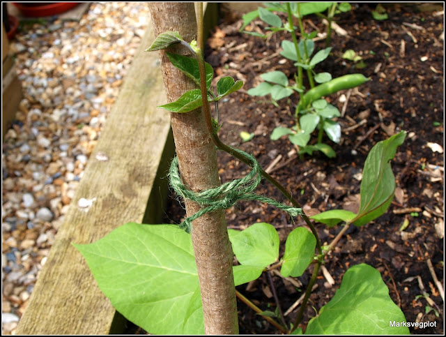 Mark's Veg Plot: Runner Beans - tips and a problem