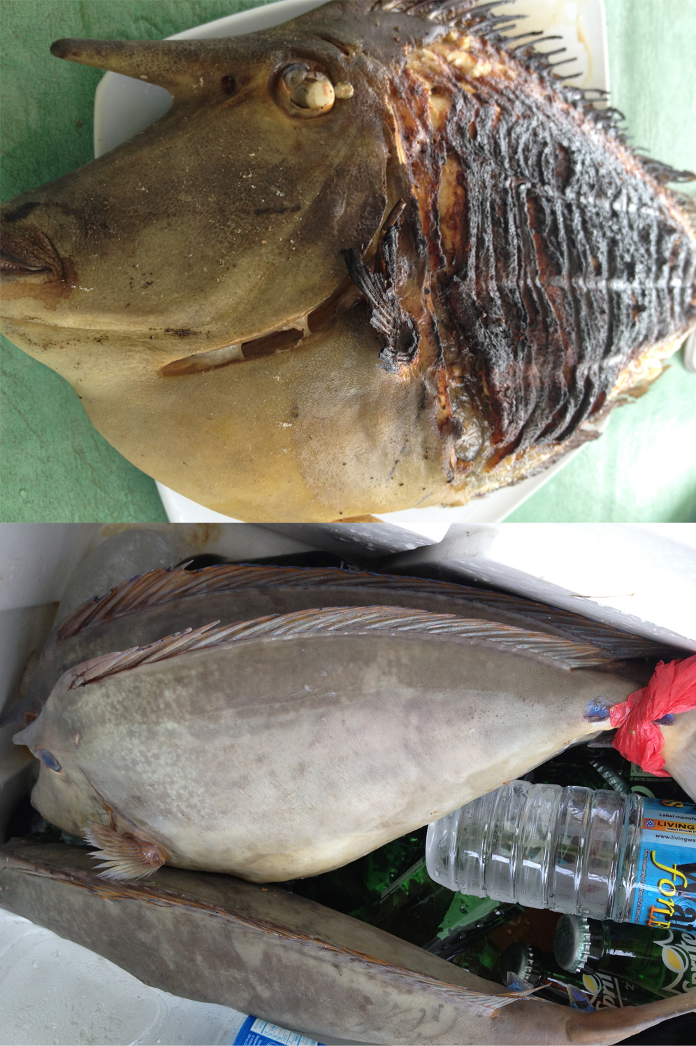 Viajero: 06/01/2013 - 07/01/2013