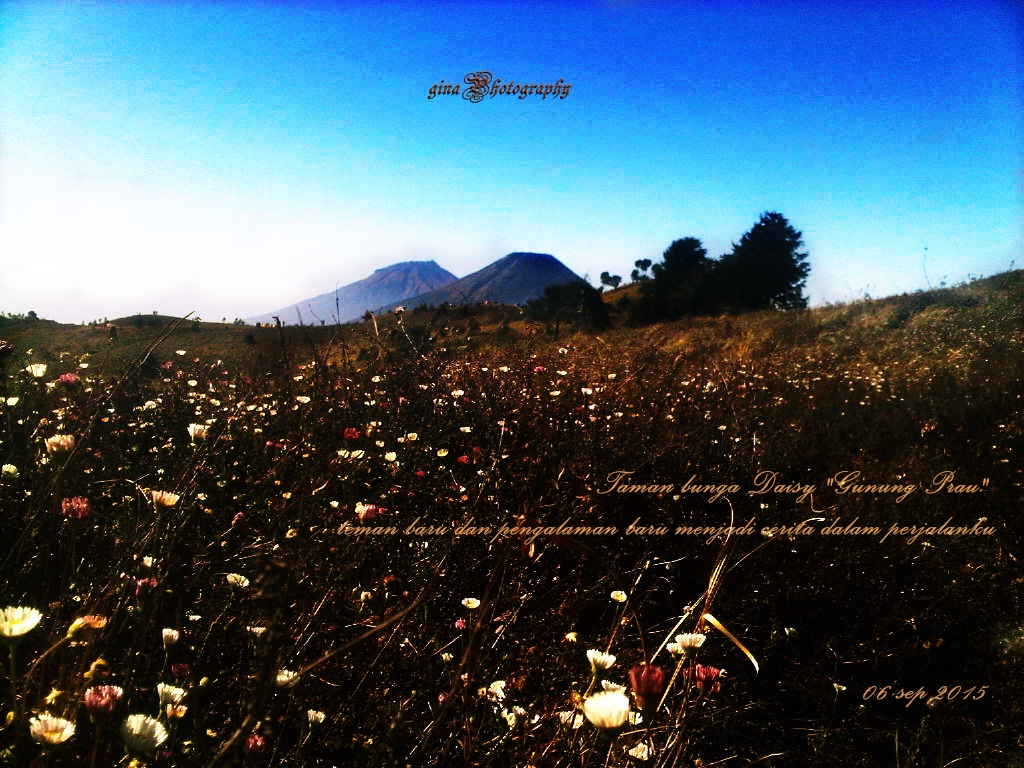 Fisio'Traveller: si Cantik bunga Daisy Gunung Prau Dieng