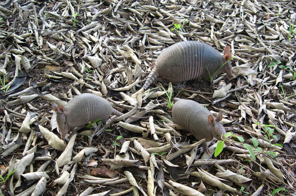 Escolha do tatu-bola como mascote da copa pode salvá-lo da extinção ...