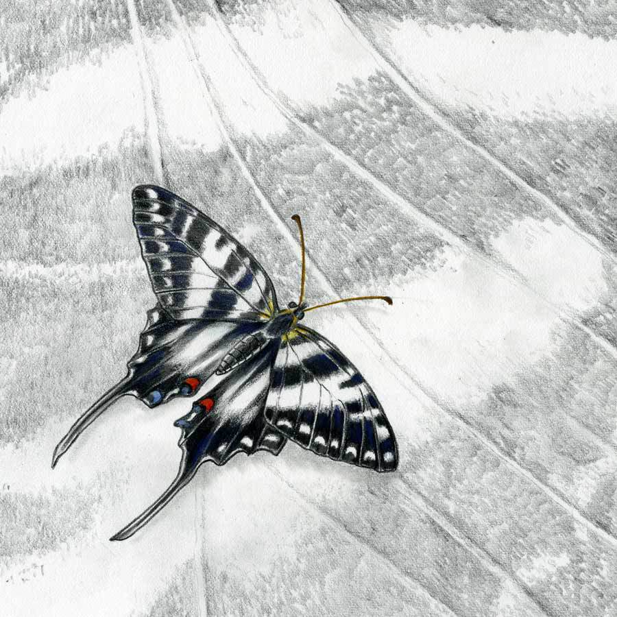 Draw the Beauty of Nature with Mindy Lighthipe: Nature Fine Art ...