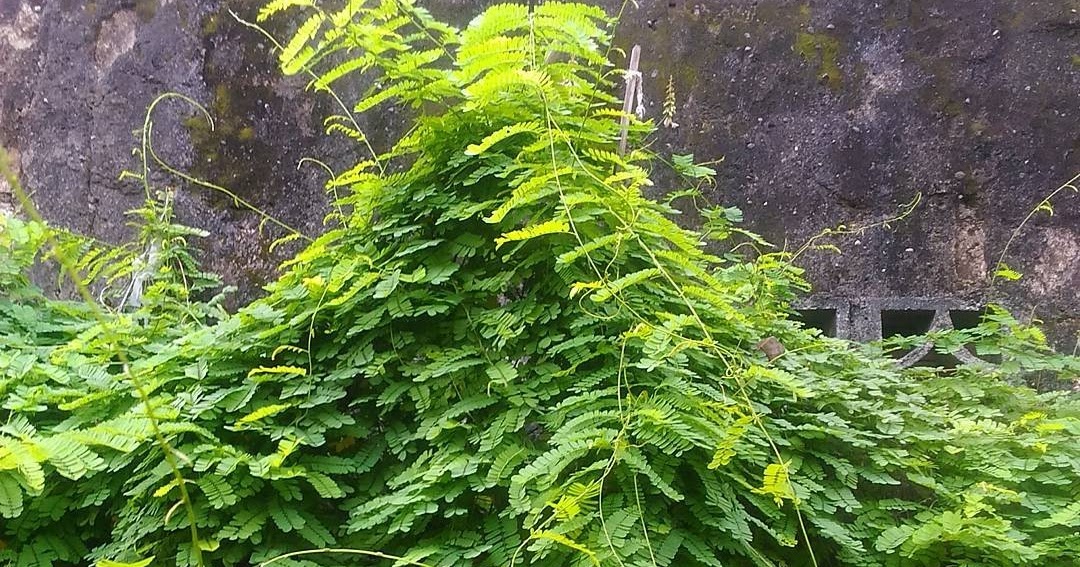 Manfaat Saga Rambat Bagi Kesehatan, Ini Khasiat Obatnya ! | Intip Manfaat