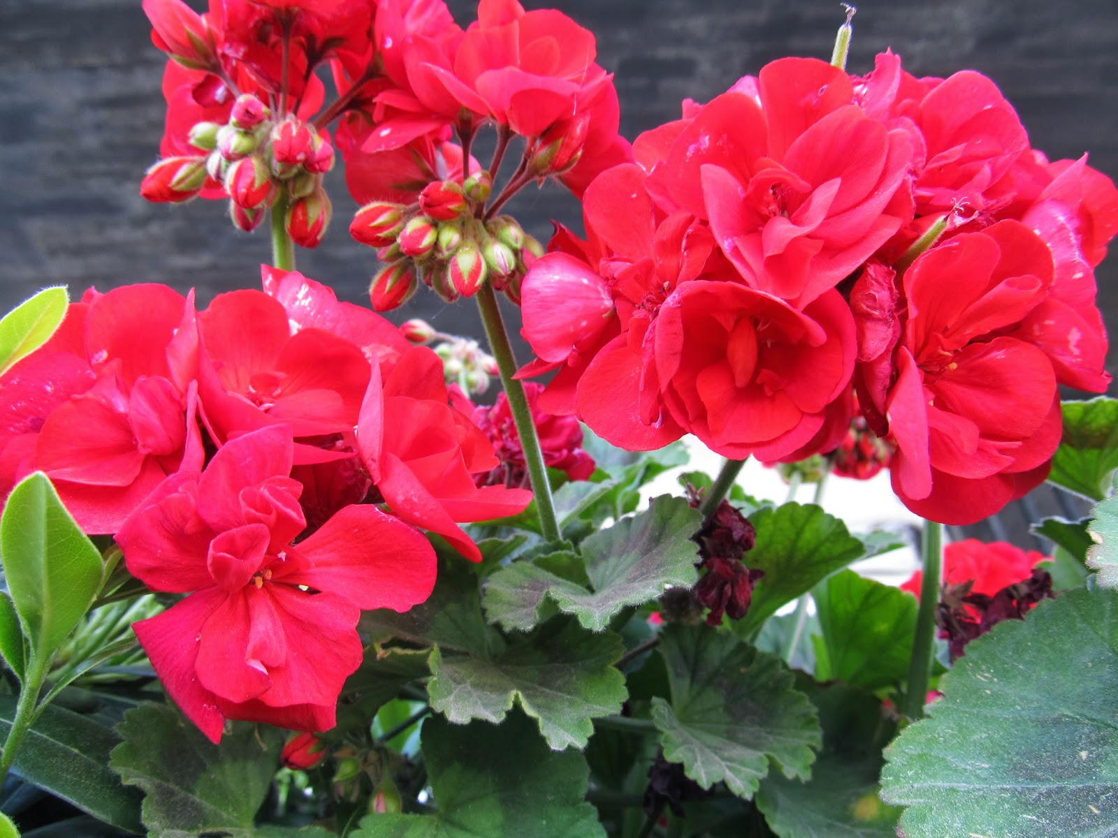 Cittaslow Botanik Park: SARDUNYA VE ITIR ÇİÇEĞİ