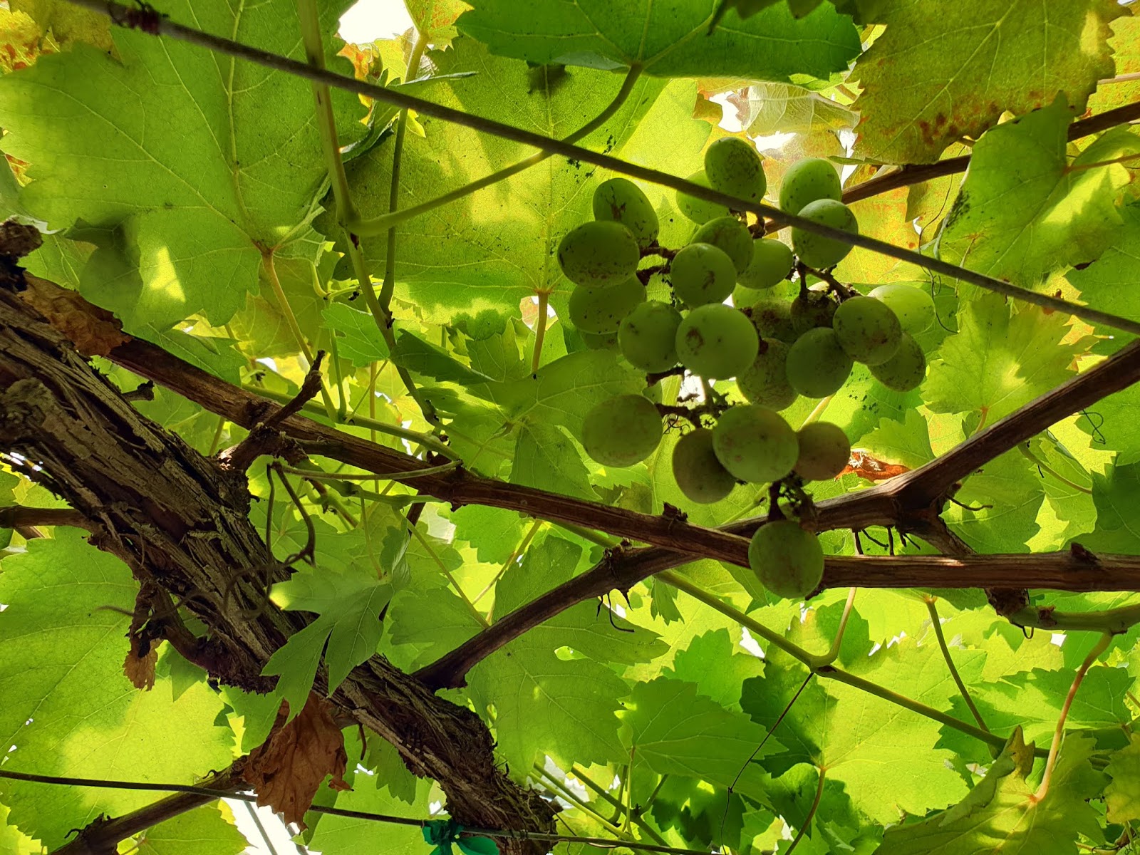 Taman Anggur Perlis atau Perlis Vineyard