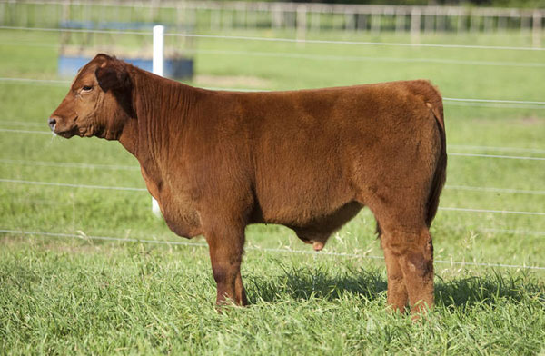 Lautner Farms: Austin Cattle Co Online Sale - April 18th