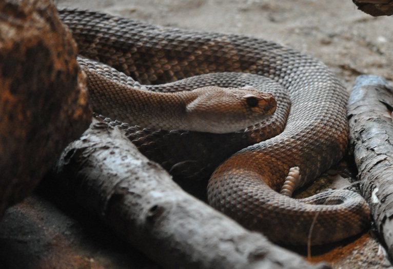 ZOOTOGRAFIANDO (6.096 ANIMALS): CASCABEL DIAMANTE ROJO (Crotalus ruber)