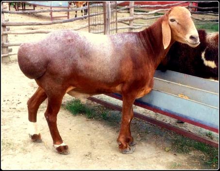 Dumba Bakra for Qurbani | Dumba Goat for Bakrid ~ Buy Goats or Buck for ...