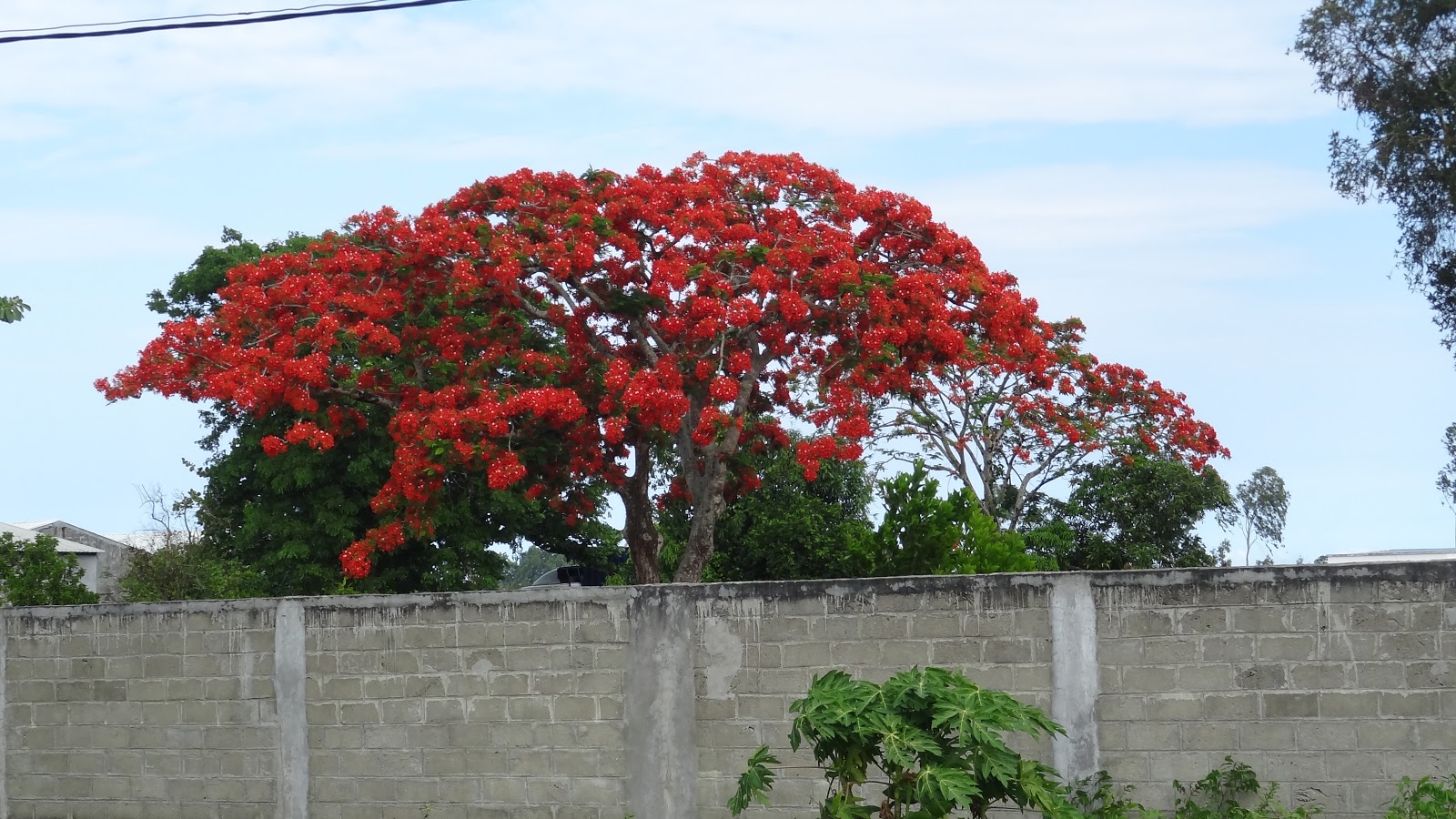 And so it begins: Trees, Flowers and Shrubs of Madagascar