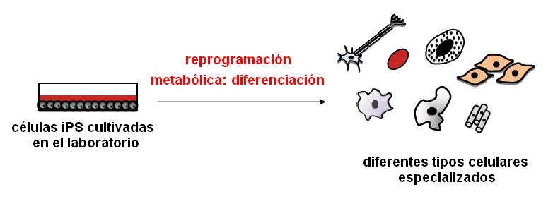 Antes huevo o gallina: Induced pluripotent stem cells (iPSC)