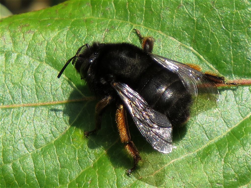The Natural Stone: Hairy-footed Flower Bee