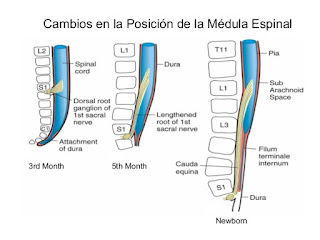 Histoembriología: DESARROLLO EMBRIONARIO DE APARATOS Y SISTEMAS.
