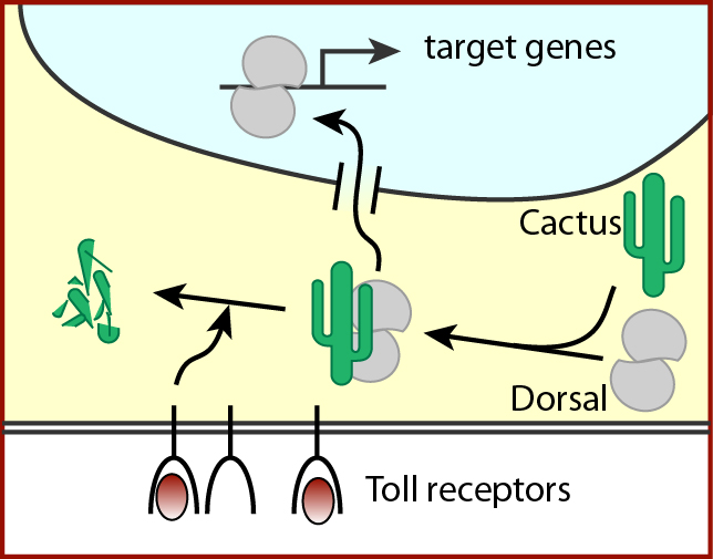 Engineering on the Fly: How cells in a fruit fly embryo know what to do