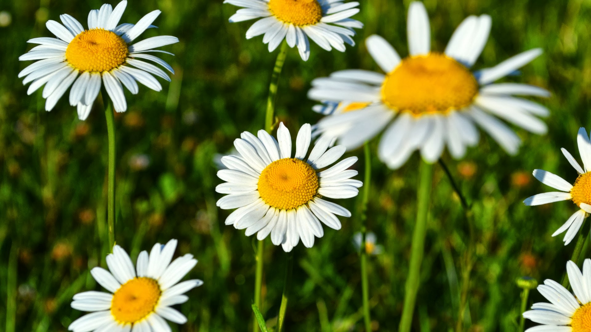 Flores de Margaritas en Primavera | Fotos e Imágenes en FOTOBLOG X