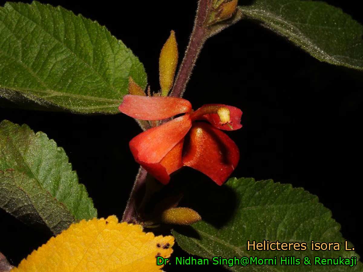 Medicinal Plants: Helicteres isora, Mriga Shringa, Maror Phali ...