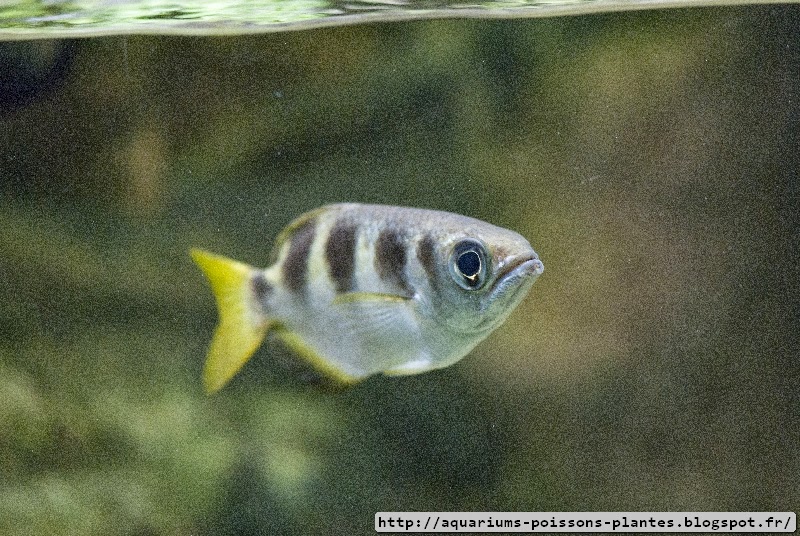 Aquariums, poissons et plantes d'eau douce: Le poisson archer ...