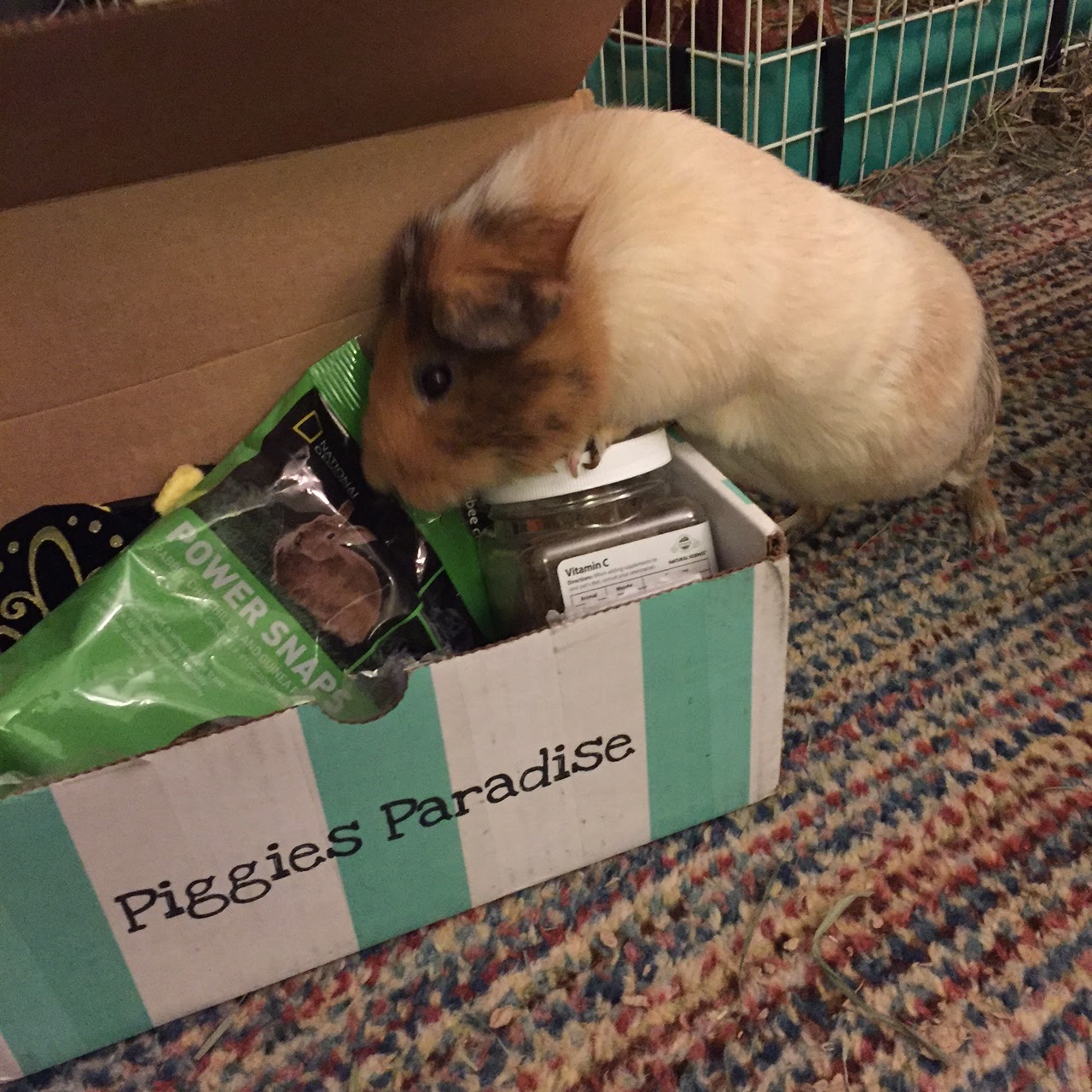 Cavy Savvy: A Guinea Pig Blog: Product Review: Piggies Paradise Guinea ...