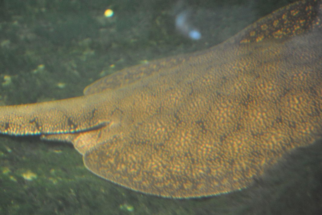 ZOOTOGRAFIANDO (6.057 ANIMALS): RAYA DE RÍO VERMICULADA (Potamotrygon ...