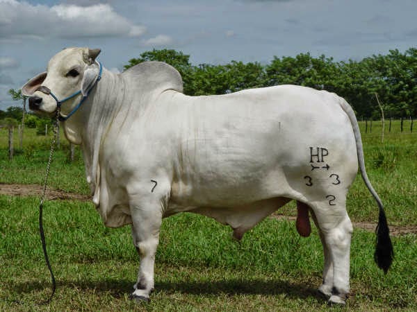 ¿Qué es el cebú? | Universo Animal