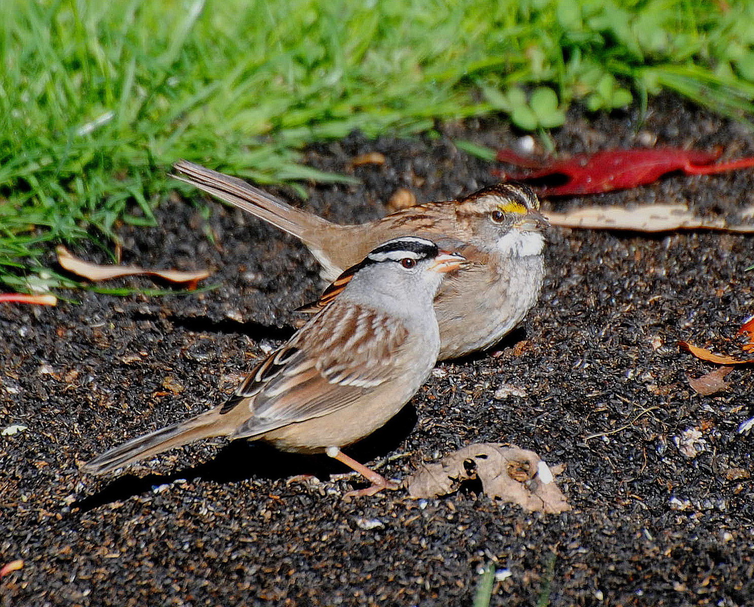 Camera on King & Aurora : White-throated and White-crowned Sparrows ...