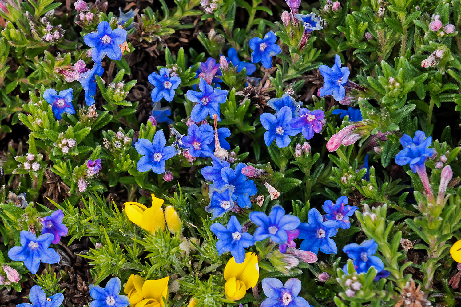 Flores y Paisajes de Asturias : Glandora prostrata