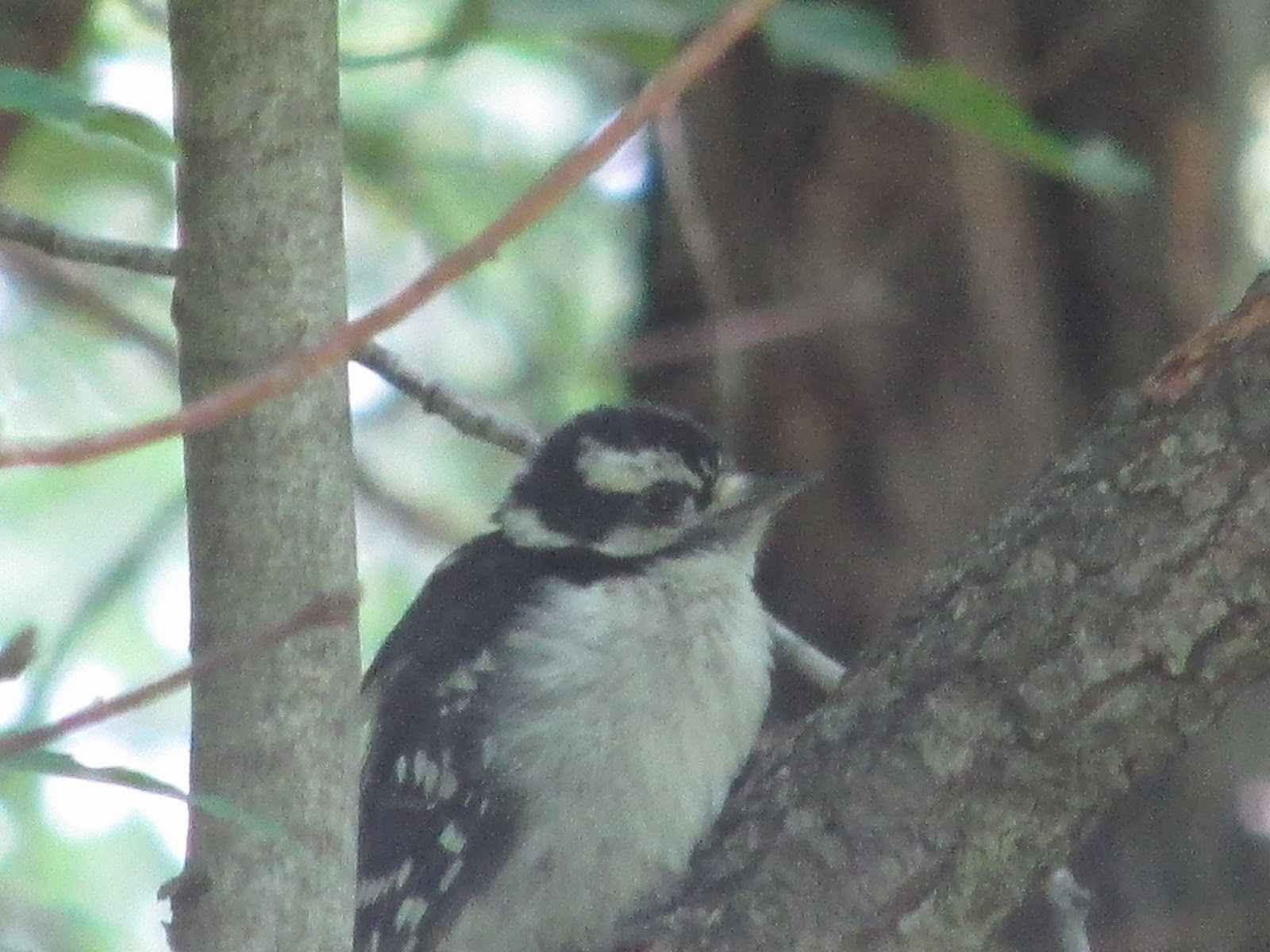 Grandma Pearl's Backporch: Downy Woodpecker Youngsters